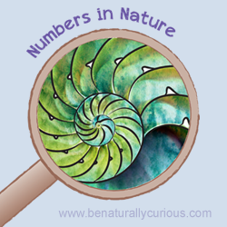 Numbers in Nature Printables – Be Naturally Curious