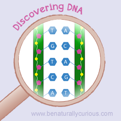 Discovering DNA – Be Naturally Curious